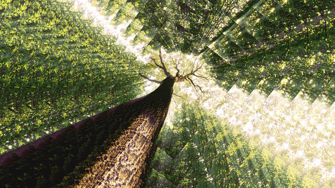 What’s in a tree: how effective is carbon offsetting? - Benfield Group